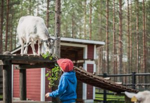 Animal Home Pihka - Piispala